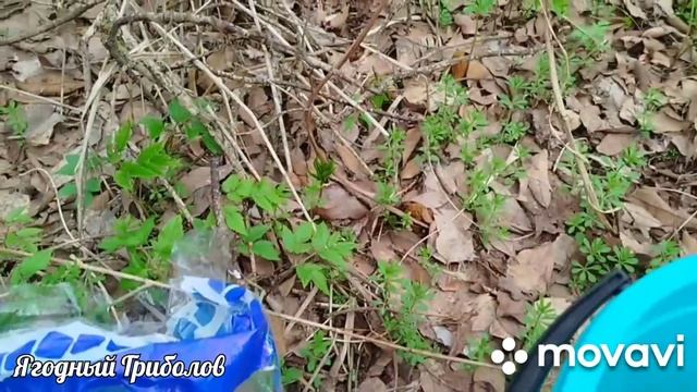 💥Грибники ринулись за сморчковыми шапочками 🍄 Собираем грибы ползком 🤣 05.04.25 г. Курская област