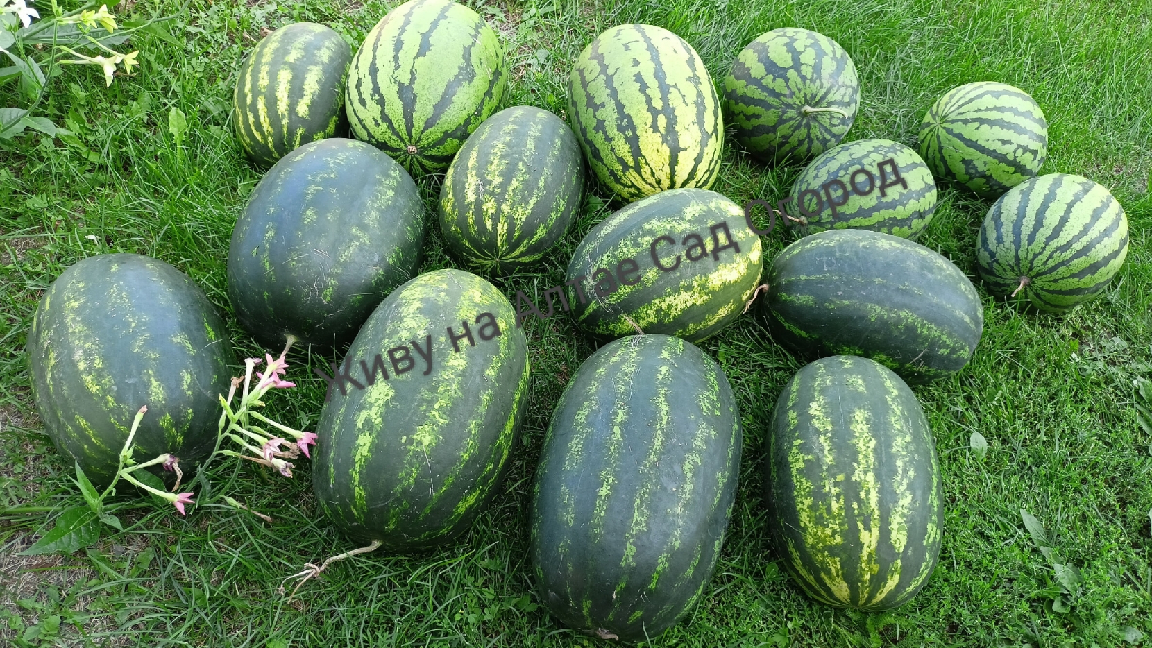 Сею арбузы и дыни на рассаду. Эти сорта выращиваю на грядках-термосах