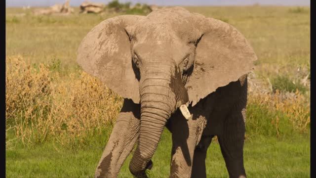 Можно ли объять необьятное? Нельзя, но мы будем! Сибиряки фотографируют. Африка 2010. Альбом.