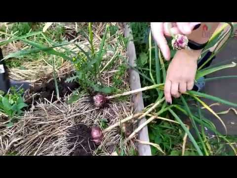 КОГДА ВЫКАПЫВАТЬ ЧЕСНОК