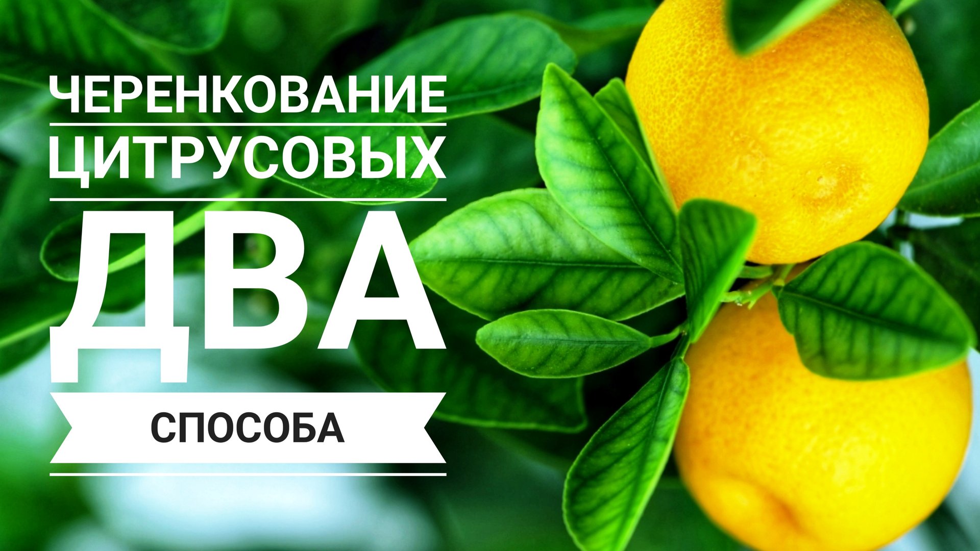 Черенкование цитрусовых