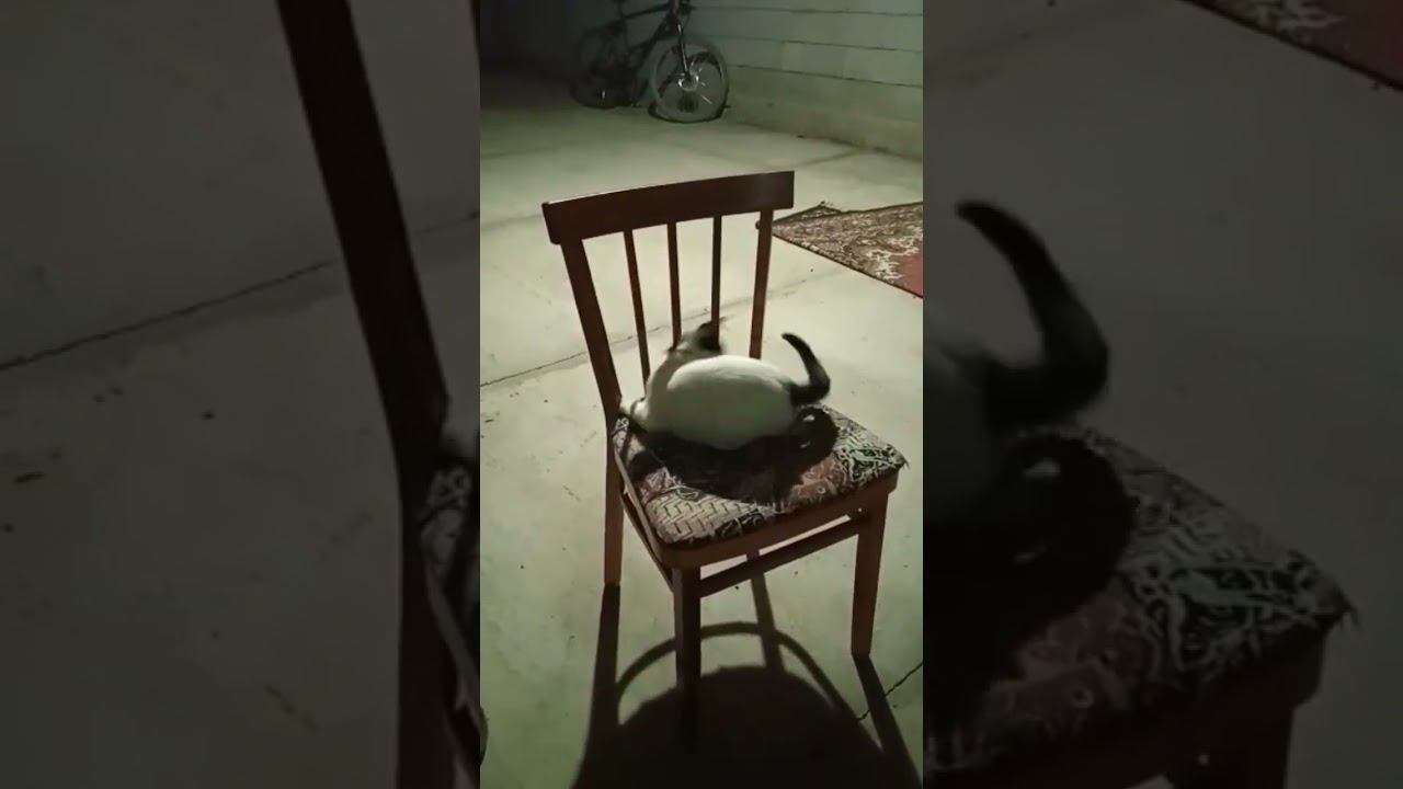 очнулся гибс