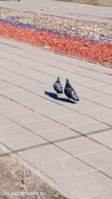 Голуби ходят за мной, который подружился просто.