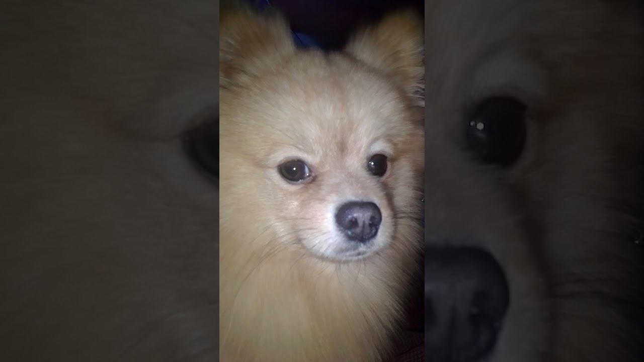 Наглый шпиц