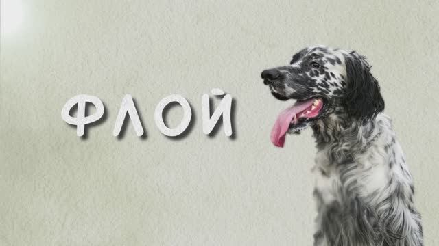 Фильм о короткой, но яркой жизни охотничьей собаки Флоя. Английский сеттер на охоте.