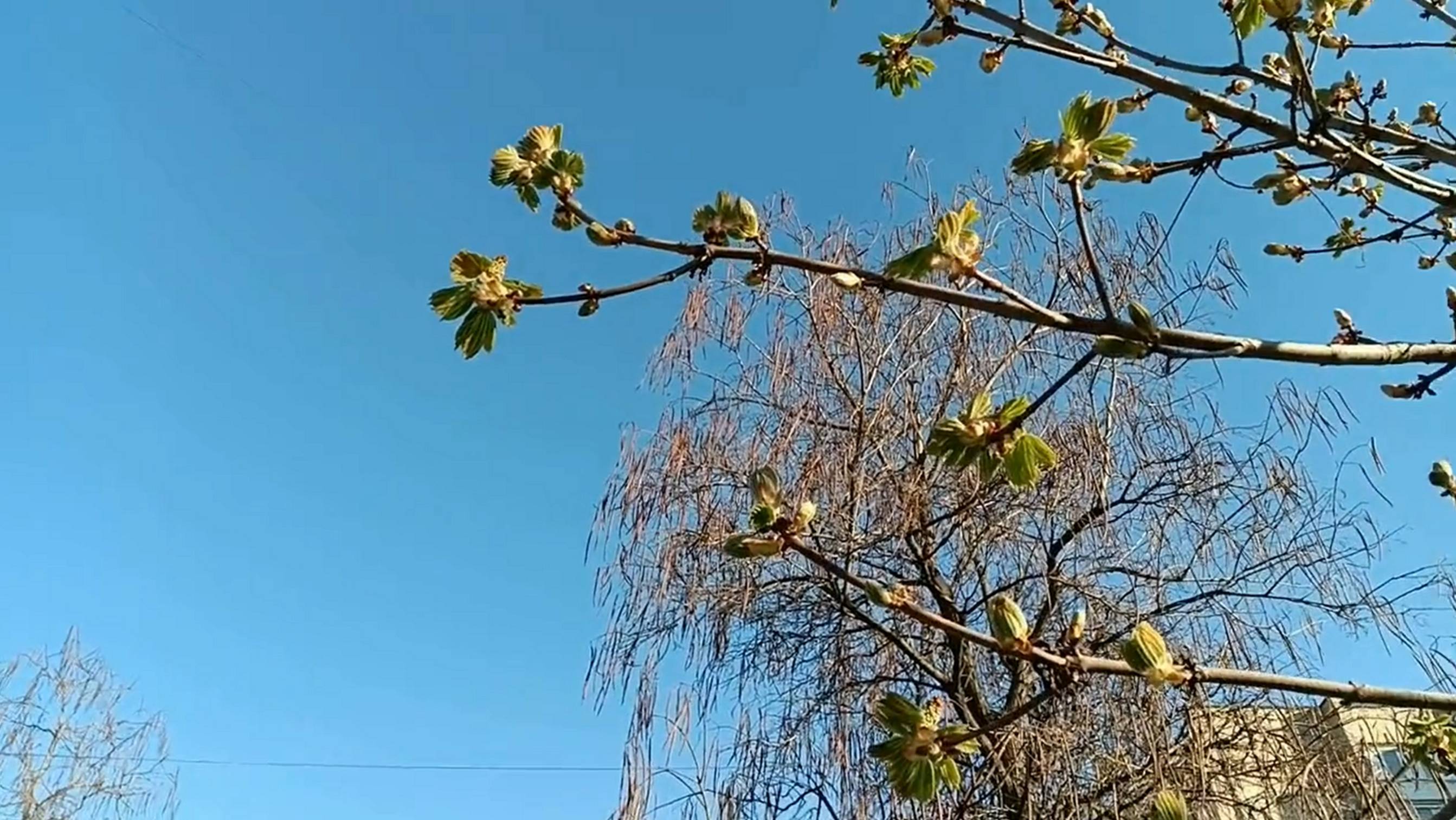 Каштан листочки распускает.