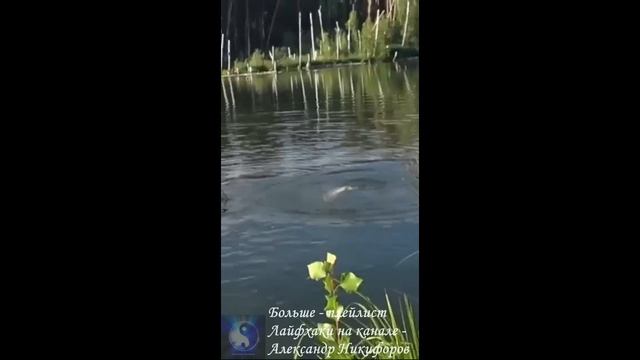 Рыбалка. Крупный сазан клюнул на удочку