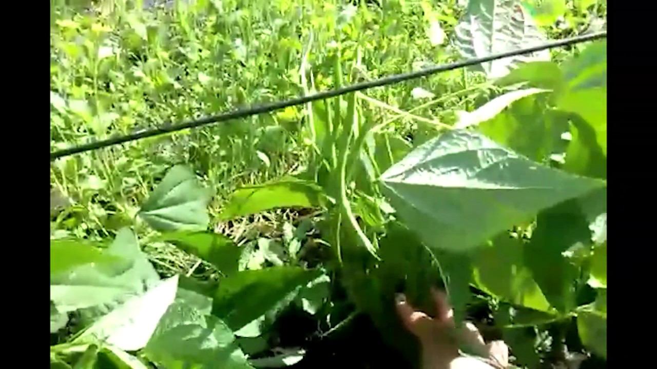 ВЫРАЩИВАНИЕ СПАРЖЕВОЙ ФАСОЛИ НА УРАЛЕ