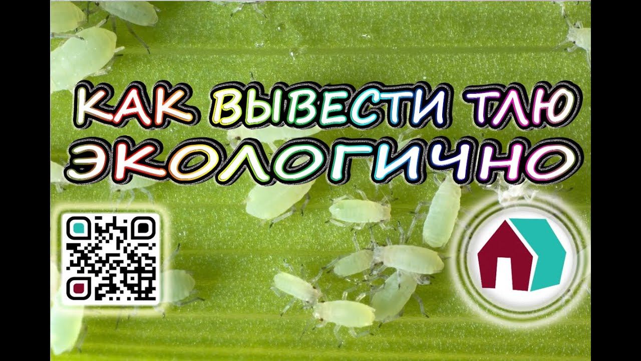 КАК ВЫВЕСТИ ТЛЮ ЭКОЛОГИЧНО. МЕТОДЫ БОРЬБЫ С ВРЕДИТЕЛЯМИ.