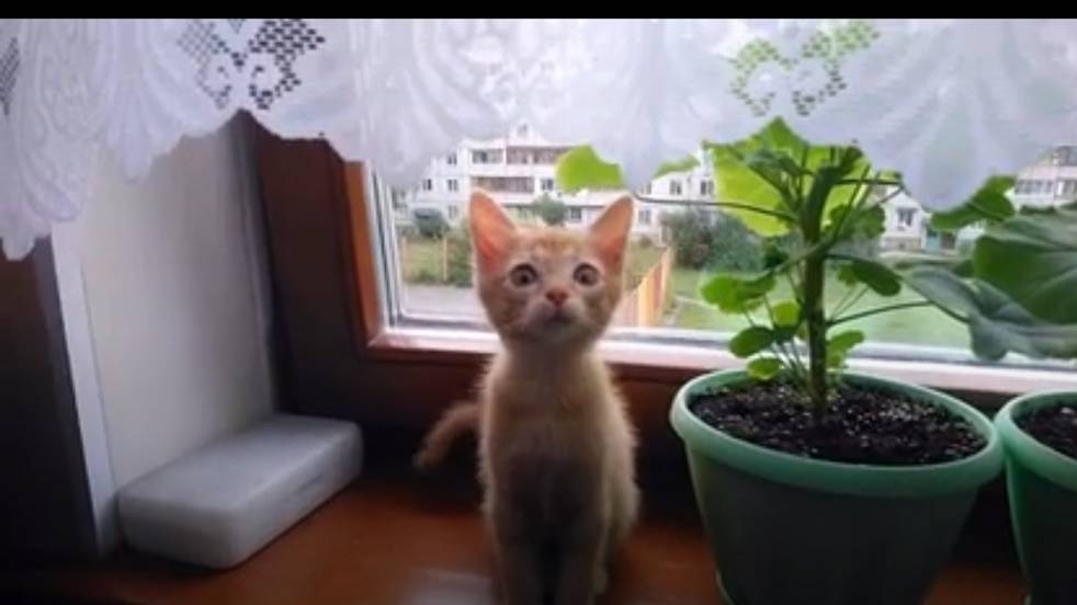 Видео для добрых сердец.