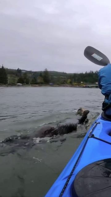 В такой компании и на каяке веселее.