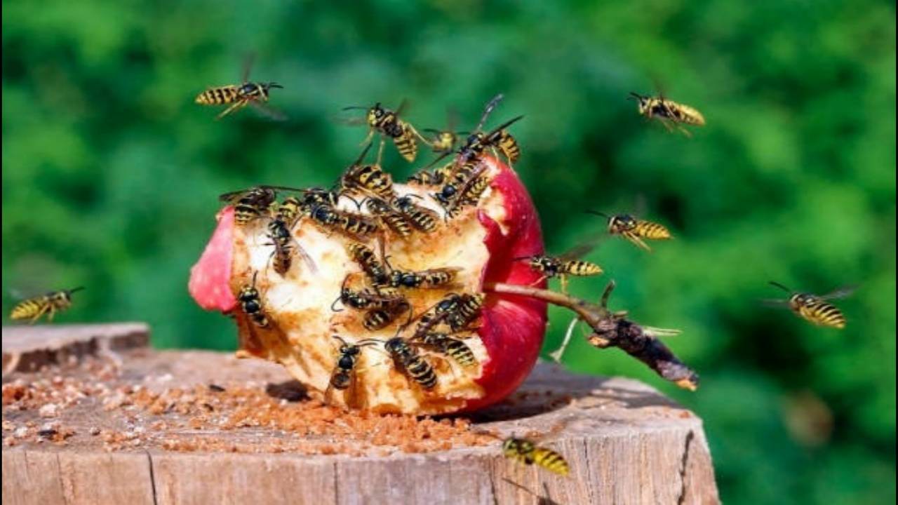 Эксперимент с ОСАМИ и ДИХЛОФОСОМ. 2 дня работы , апрель 2025