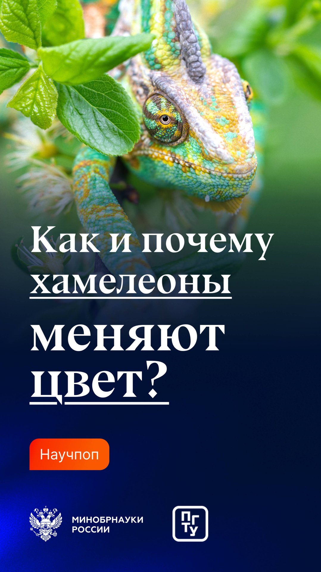 Как хамелеоны меняют цвет и зачем им это нужно?