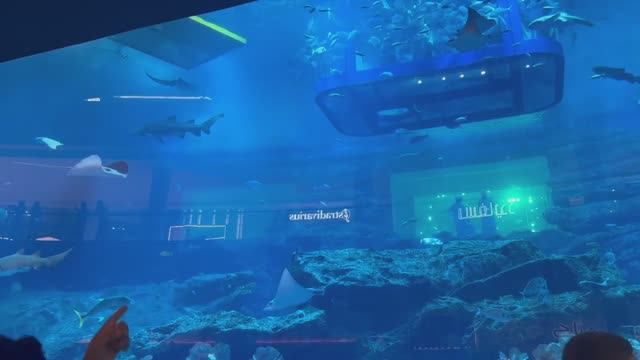 Дубай Молл. Огромный аквариум