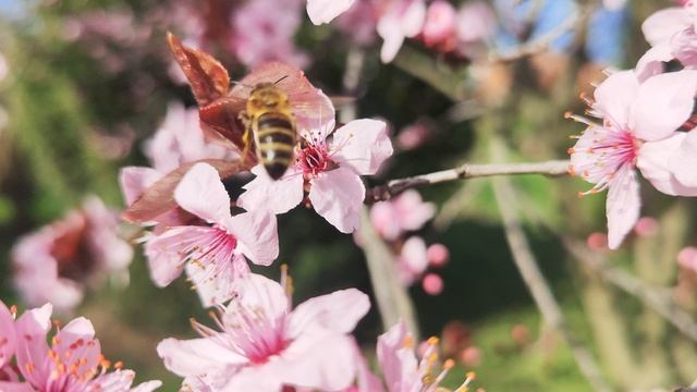Ризоположенческий мужской монастырь.Томашовка.17.04.2025