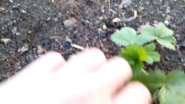 Клубника королева елизавета 2!!!