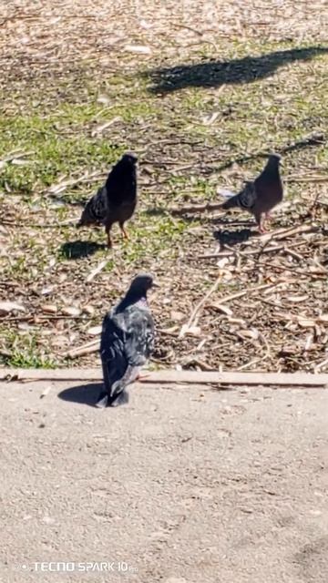 Злой голубь начал бежать за друг в друга.