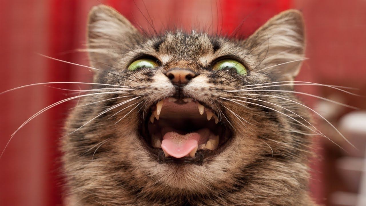 КОШКА. ПРИКОЛЫ С КОТАМИ.