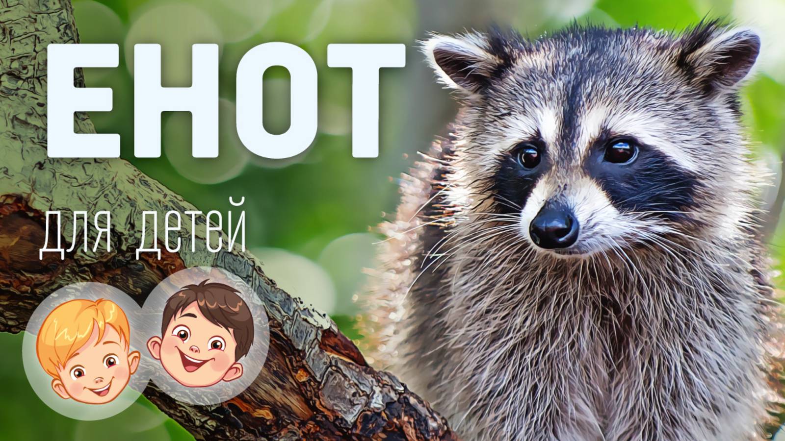 Енот. Видео про животных для детей 3+