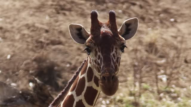 Наши путешествия в Африку в 21-ом веке. Кения 2008г. Открытие континента. Фильм. 1 серия