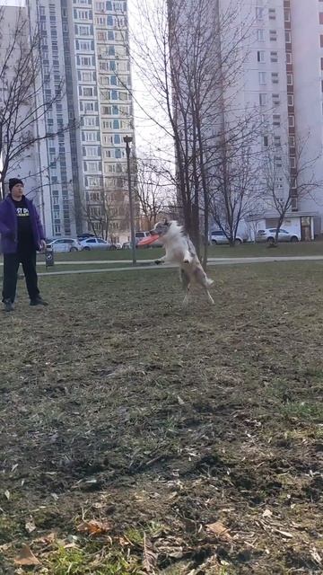 БК Неро, БК Шерл - роллы, броски