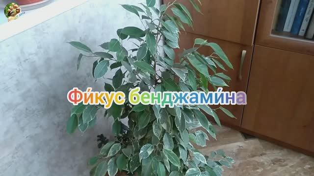 Фи́куса Бенджами́на🪴, Пересадка (перевалка)