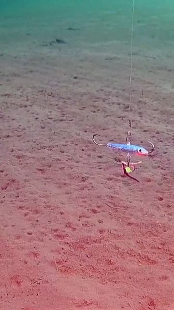 Сиг на балансир.