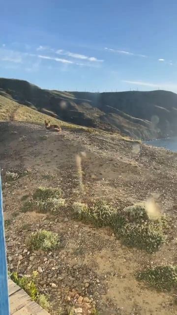 Район Судака, за окном Лиса...