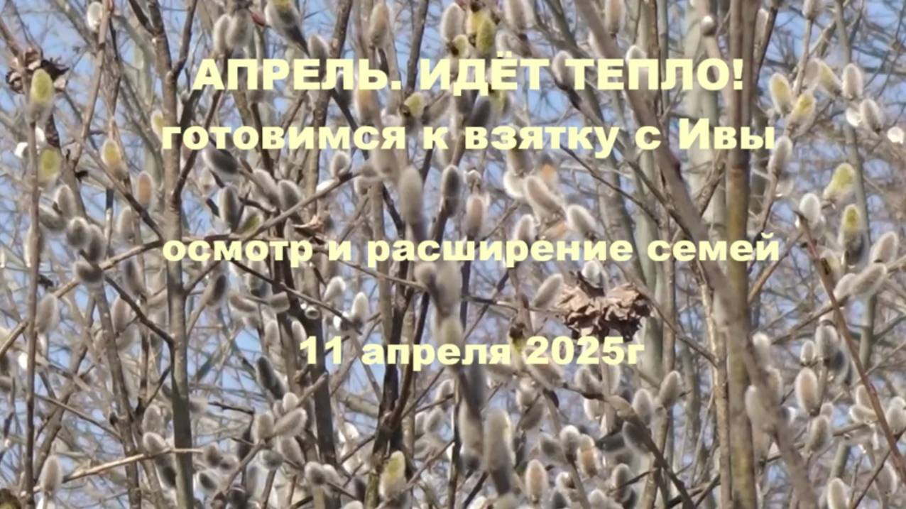 Весенняя ревизия и расширение пчелосемей.