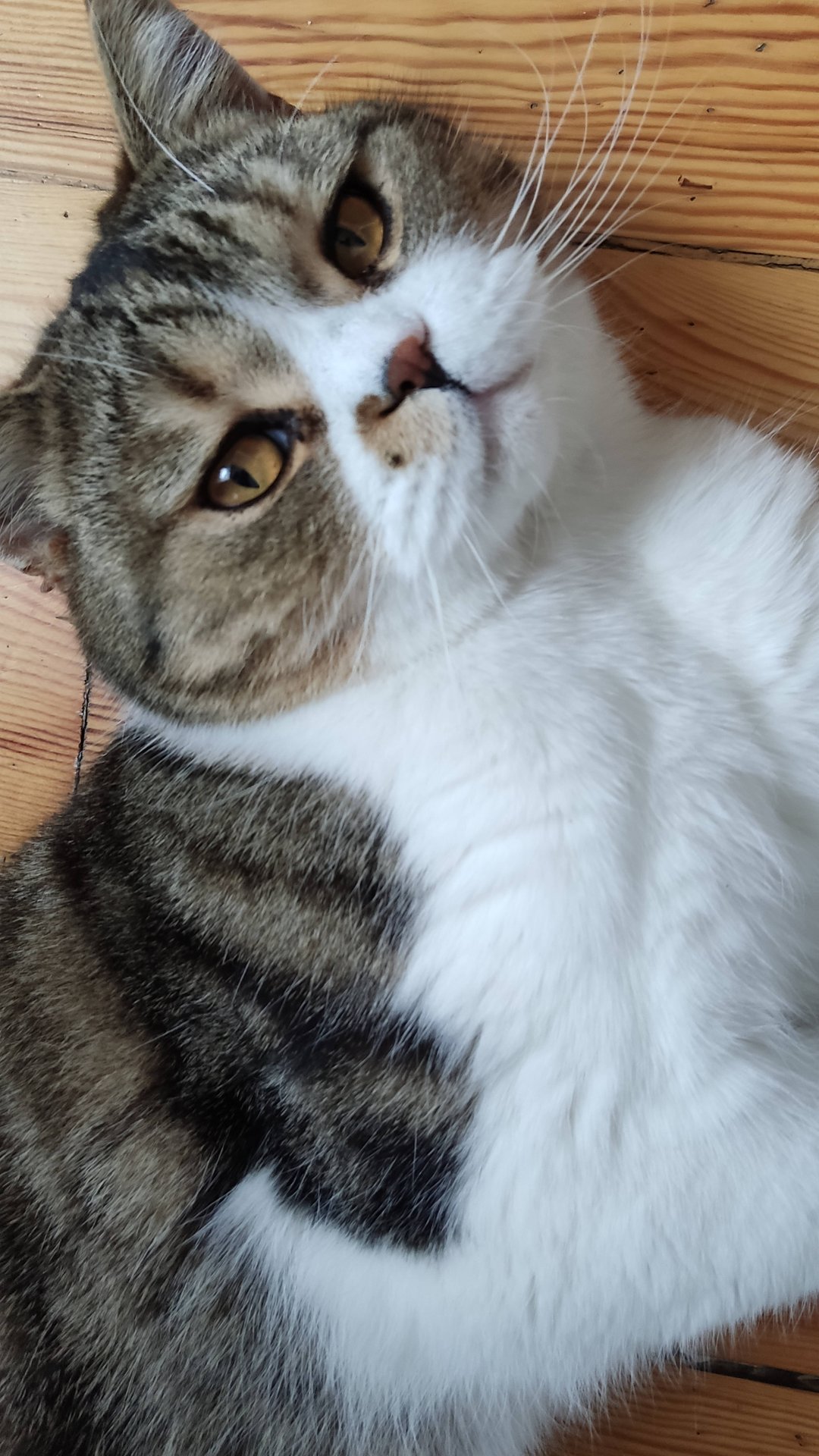 Наш котик такой