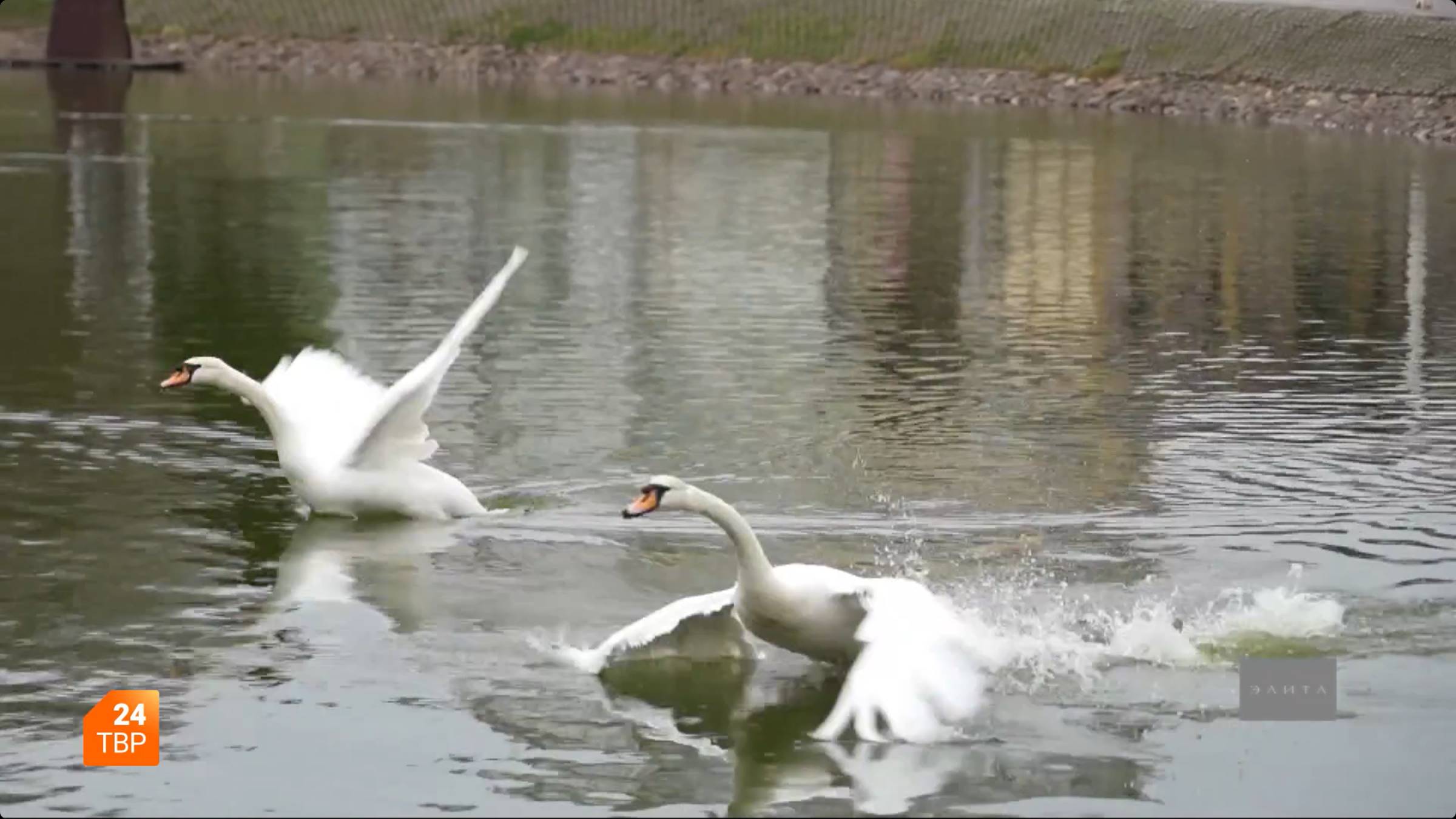 Белые лебеди | Элита