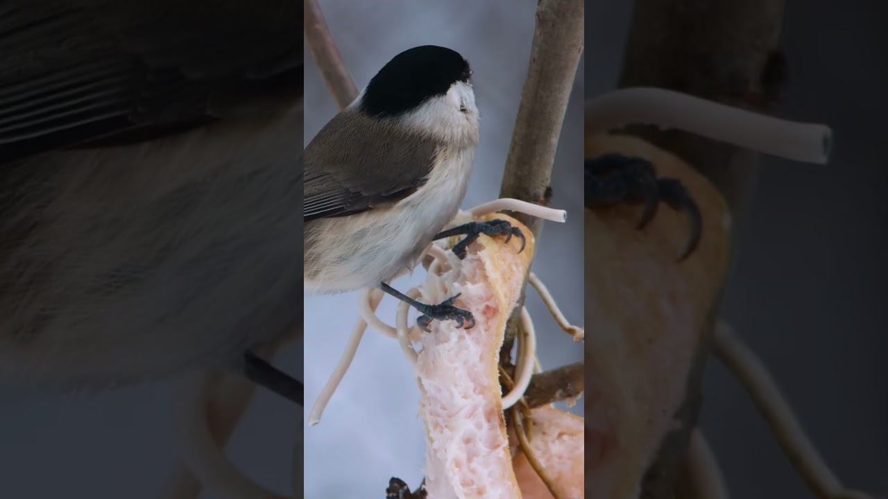 Сало для синиц зимой — 1 сезон 4 серия. Черноголовая гаичка ест свиное сало для синиц