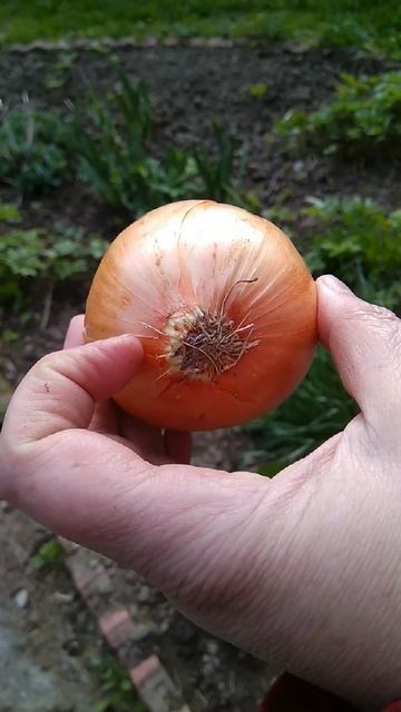 попробую вырастить чернушку из покупного лука