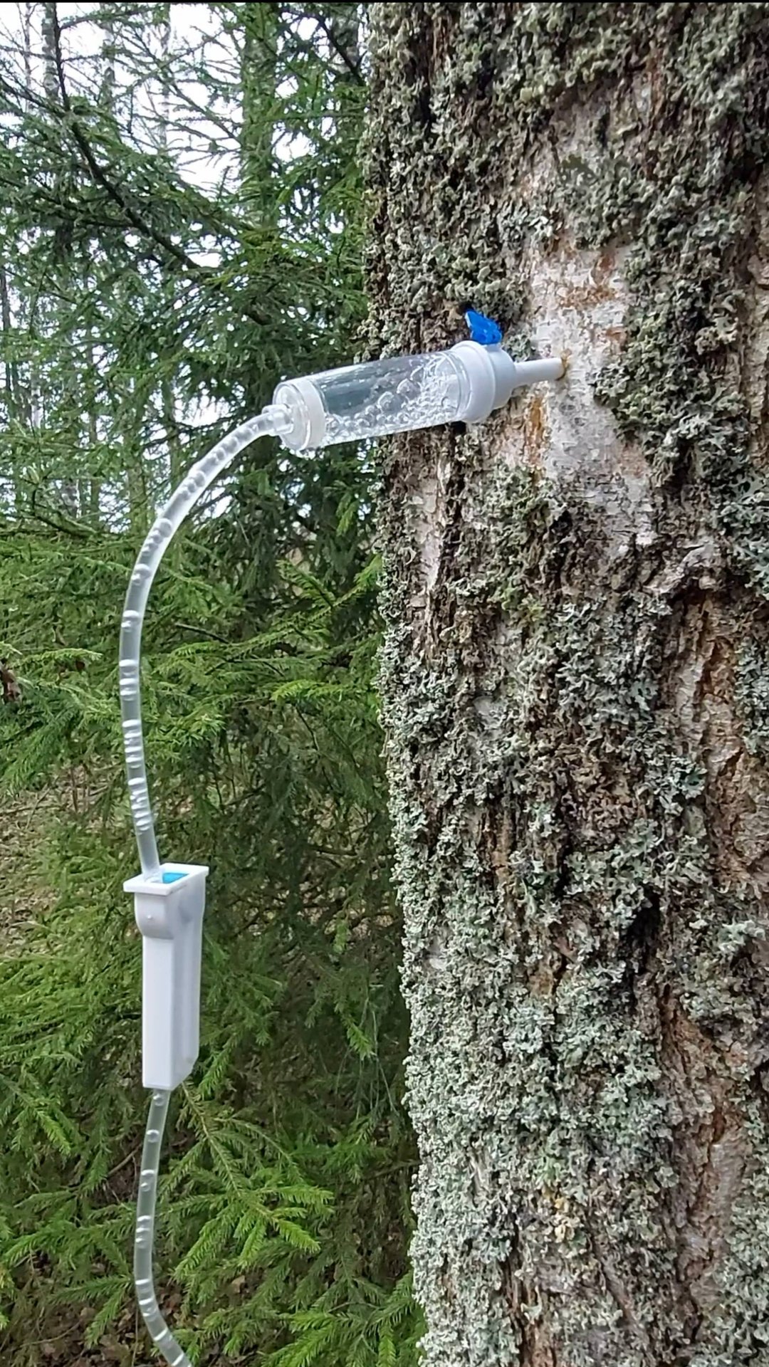 💥СБОР БЕРЁЗОВОГО СОКА ЧЕРЕЗ КАПЕЛЬНИЦУ❗️САМЫЙ БЕЗОПАСНЫЙ ДЛЯ БЕРЁЗЫ🌳