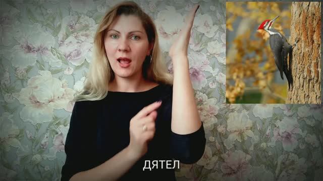 _ДИКИЕ ЖИВОТНЫЕ И ПТИЦЫ_ на жестовом языке