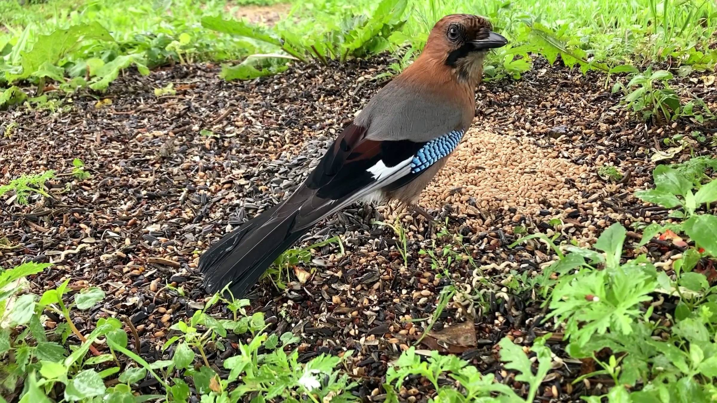 Бурундуки. Птицы Поползни, Синицы. Снегири, Зеленушки, Сойки. Часть 51