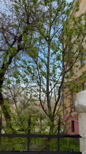 Ранняя весна в Сарове. 18.04.25