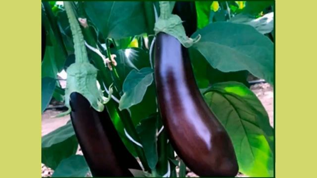 Баклажаны любимые сорта Подмосковье