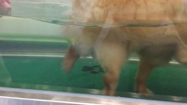 Занятие на водной беговой дорожке