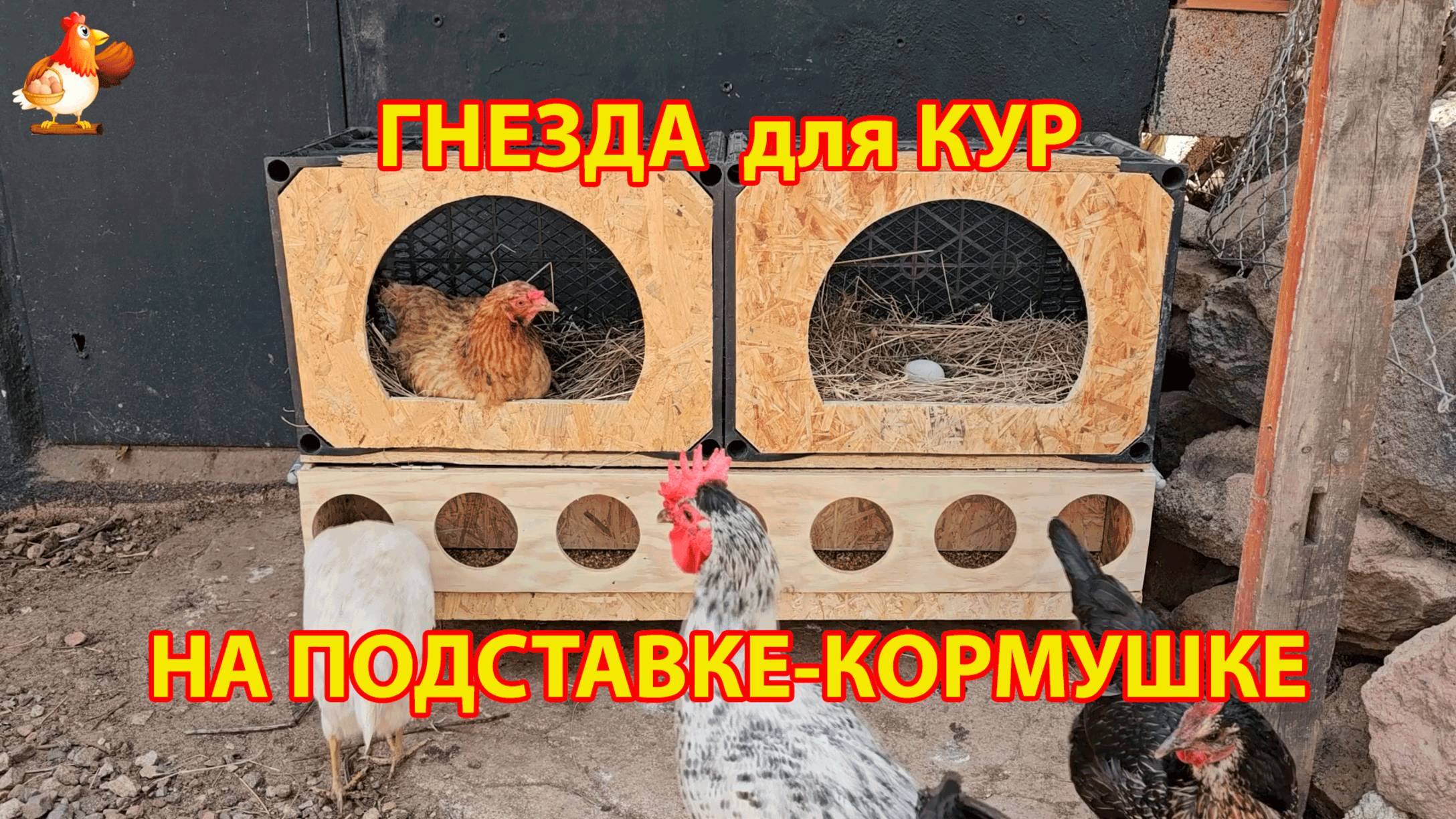 Гнезда для кур несушек на подставке-кормушке с круглыми отверстиями и как сделать своими руками