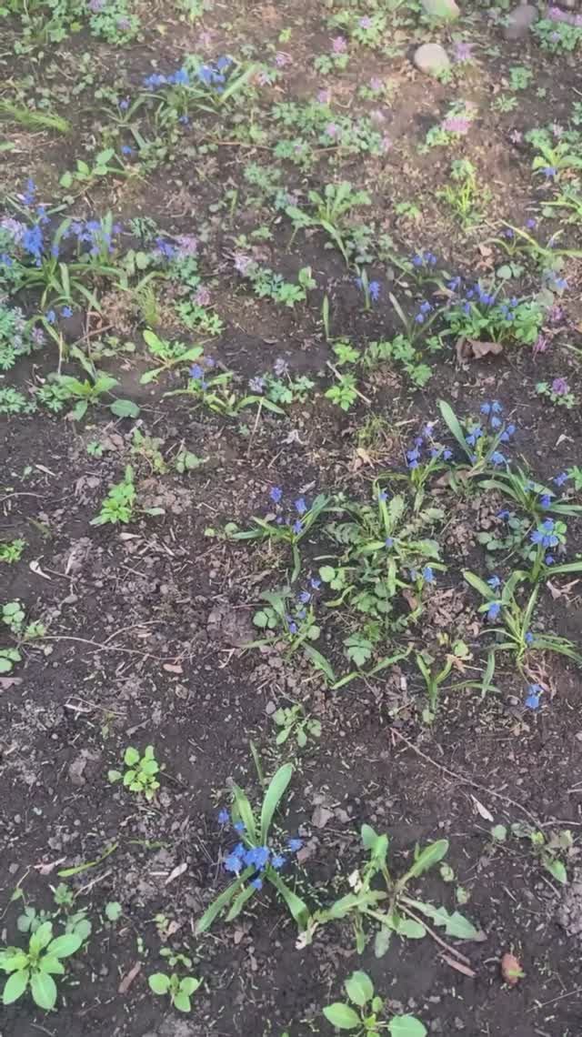 Весенняя красота.