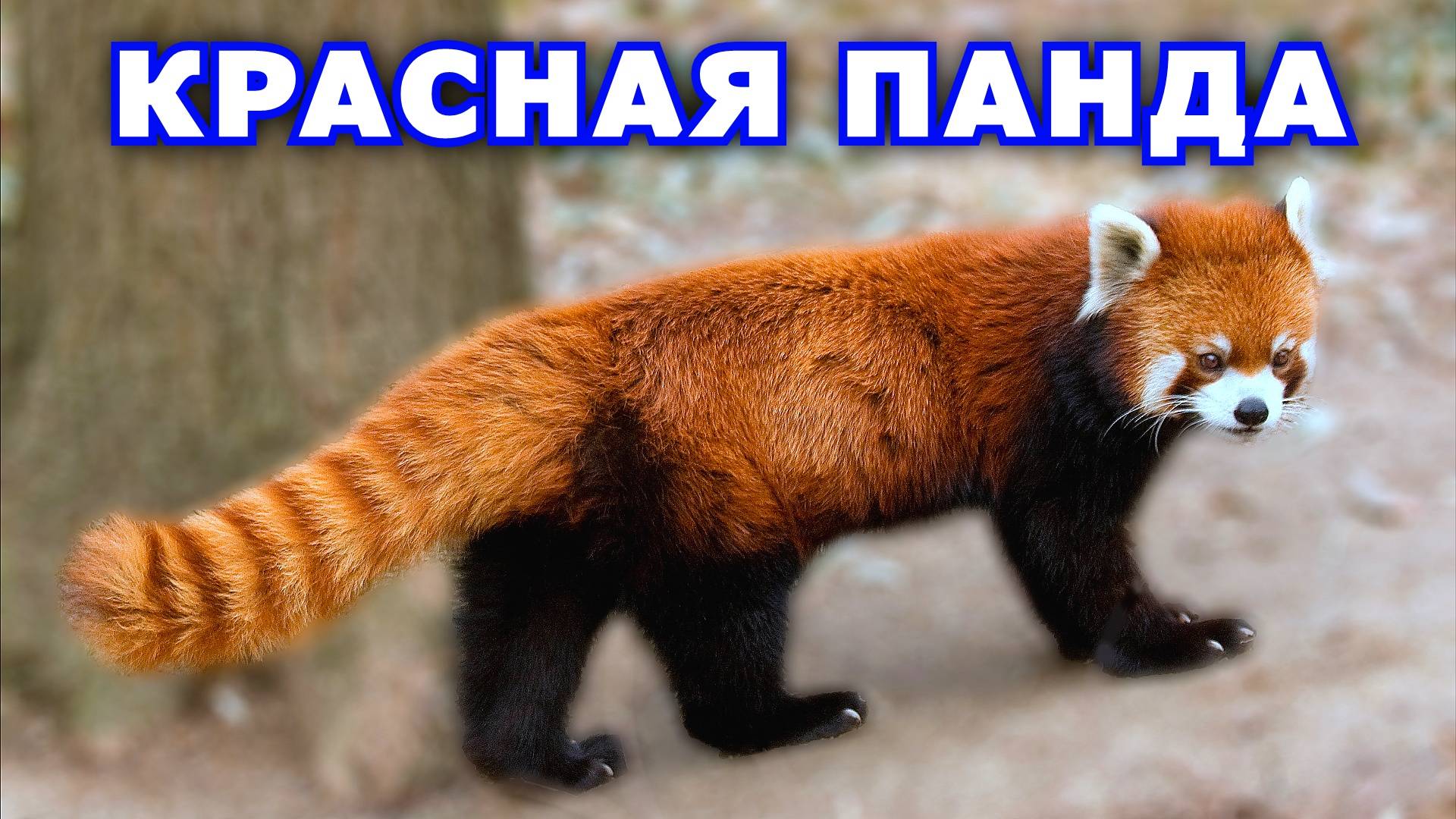 Красная панда. Забавная малая панда. Интересные факты. Видео про животных