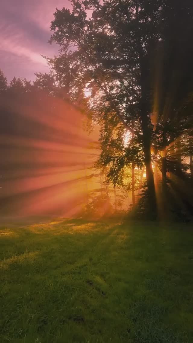 Германия, лес, закат