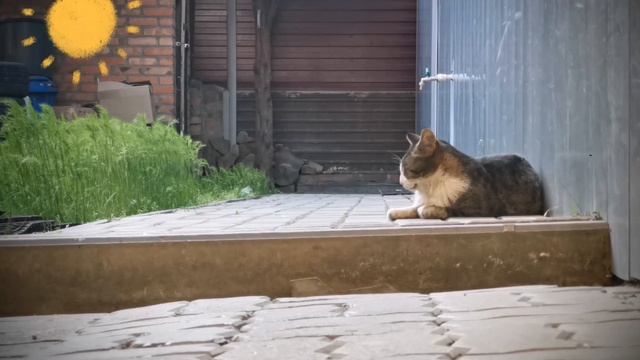 Спокойная музыка с котом. релакс