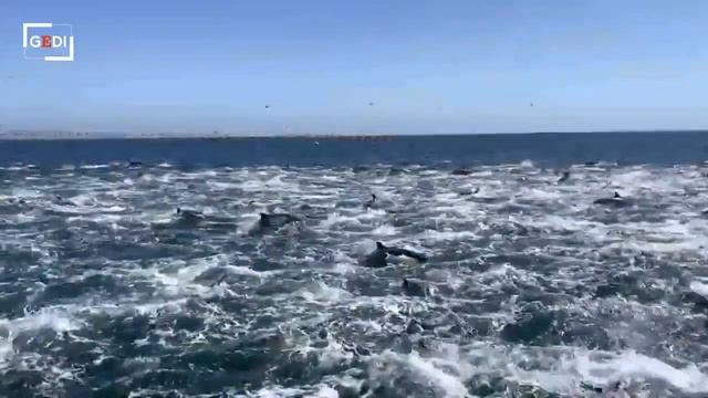 Огромная стая из тысячи дельфинов.🐬🐬🐬
