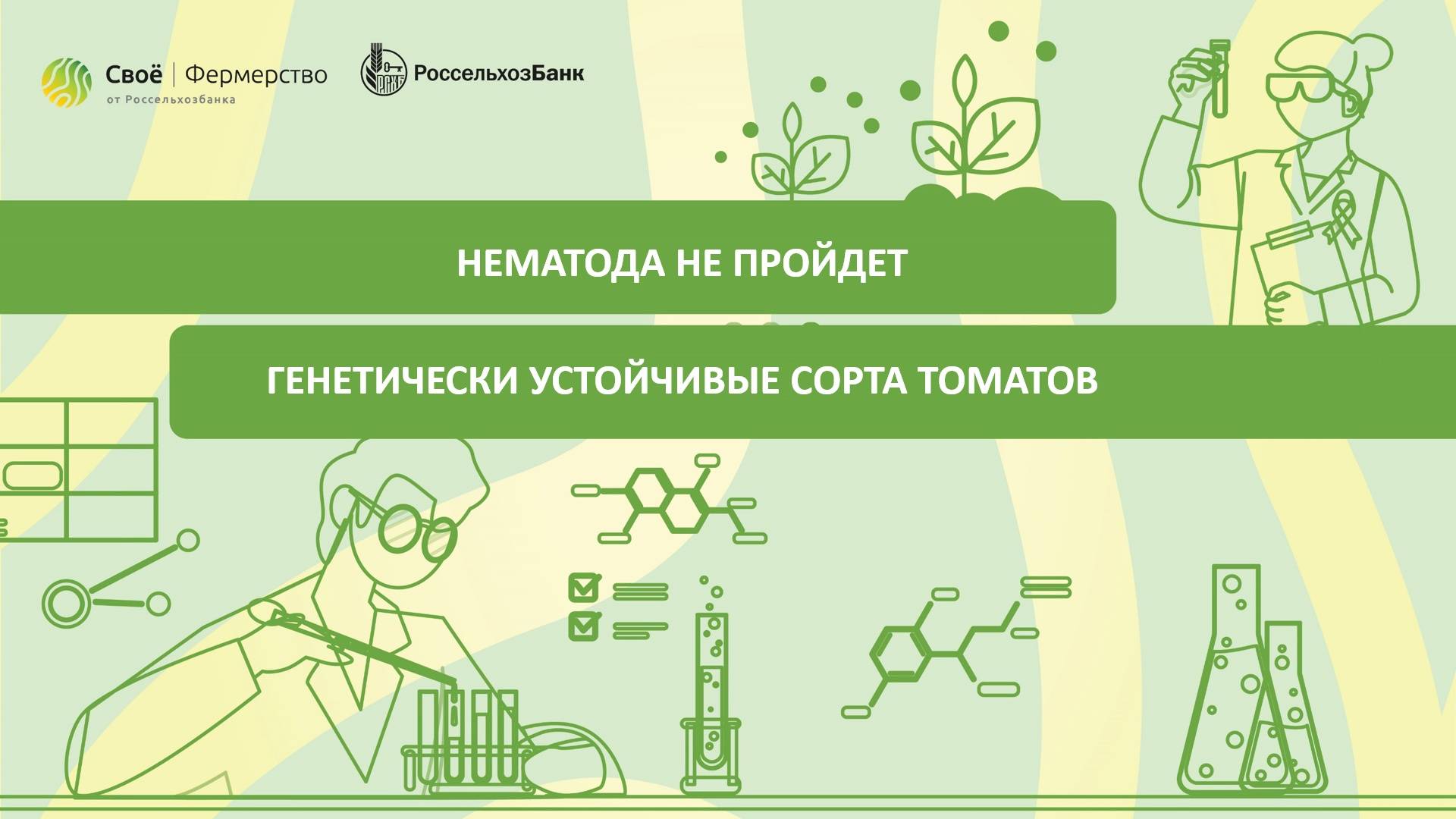 Нематода не пройдет: генетически устойчивые сорта томатов
