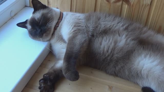 Тайская кошка