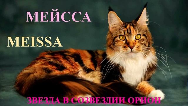 Звездные клички для котов