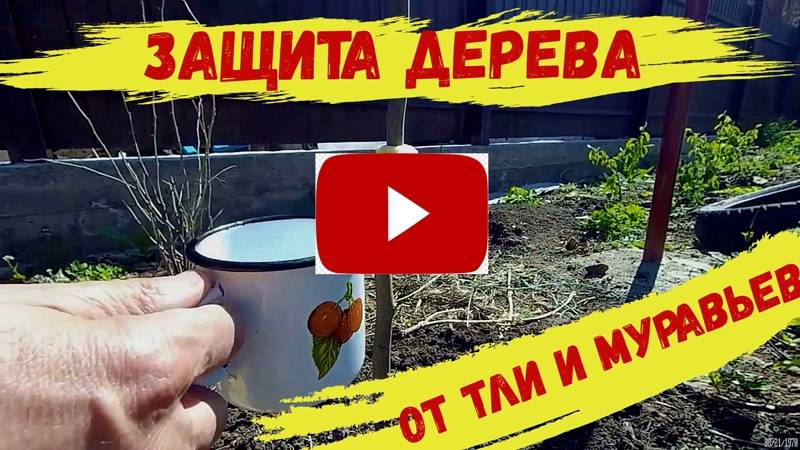 Защита от Муравьев и Тли плодовых деревьев.