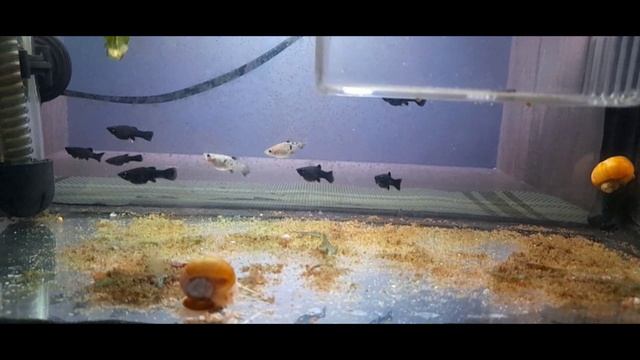 Ч 51 Аквариум Сортировка